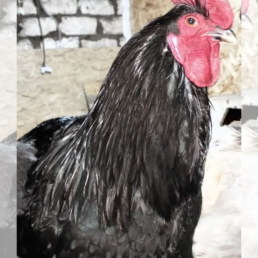 Петух кохинхин