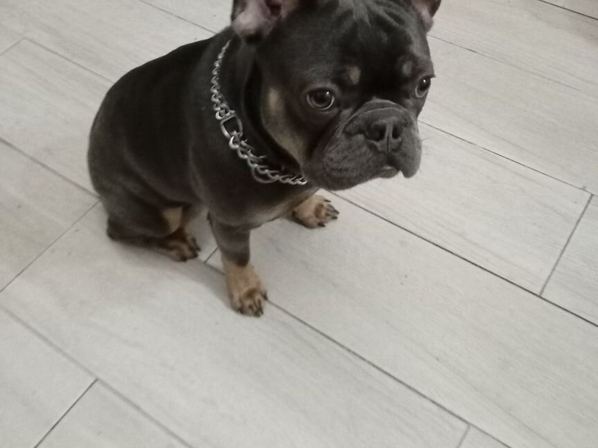 Красавчик Карат