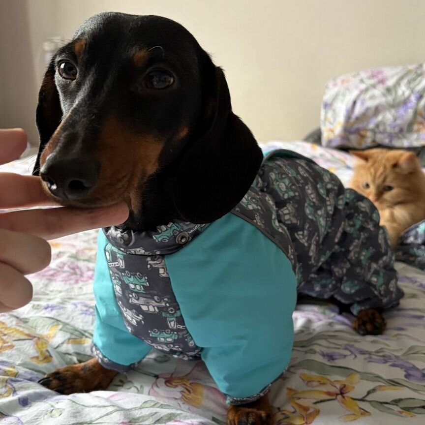 Комбинезон для таксы зима