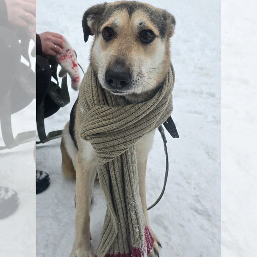 Взрослая собака в добрые руки
