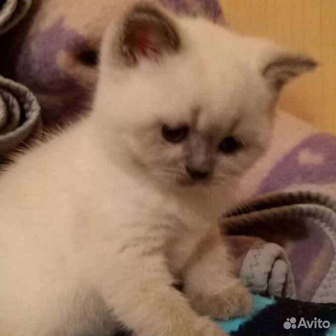 Кошечки и котики колорные