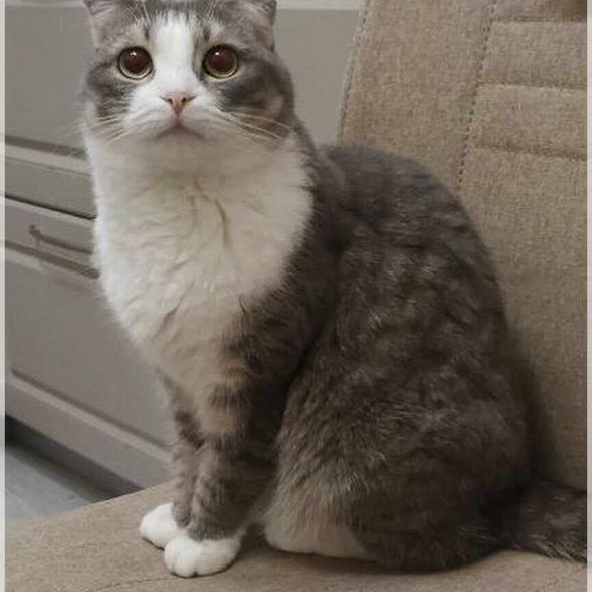 Взрослая, кошка в добрые руки