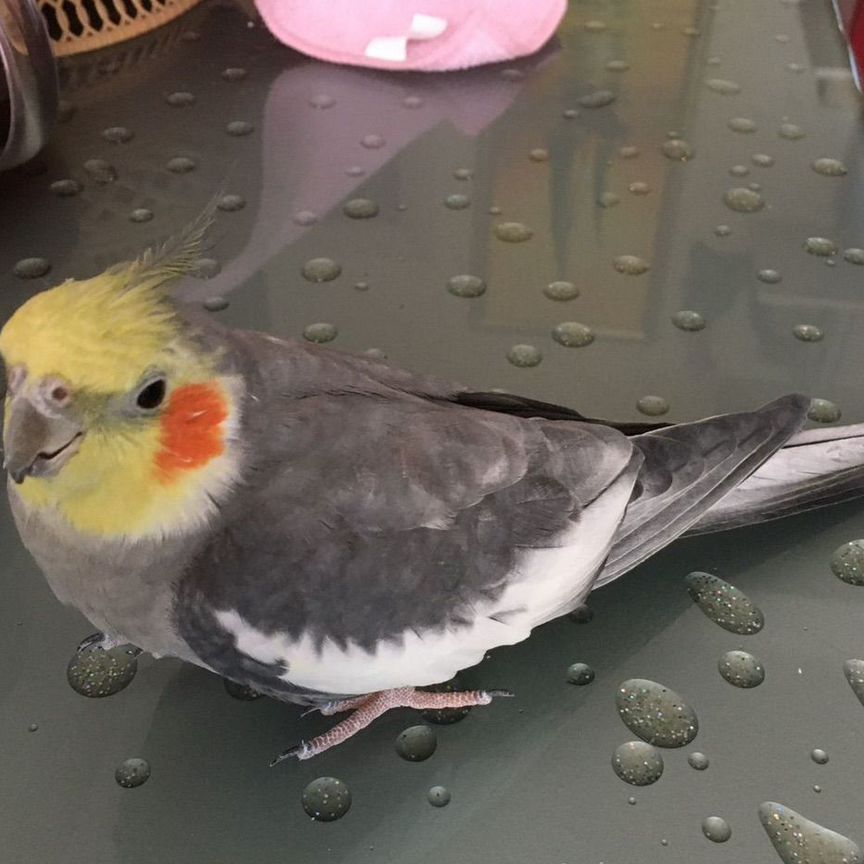 Попугай корелла мальчик