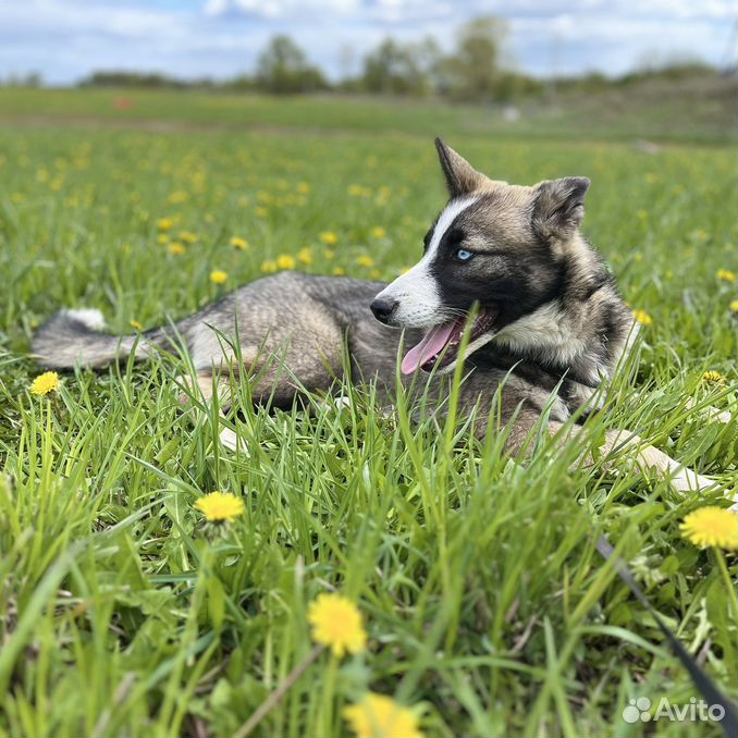 Щенок полухаски