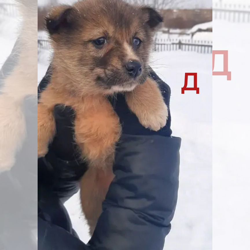 Щенок в добрые руки