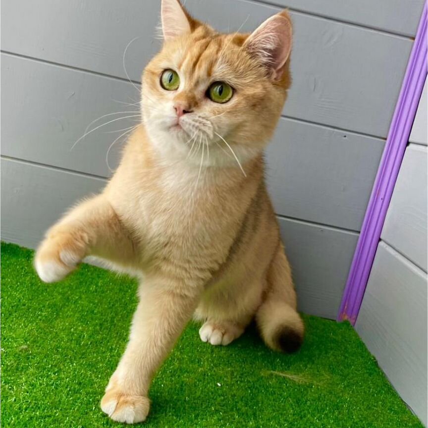 Британская короткошёрстная, взрослая кошка