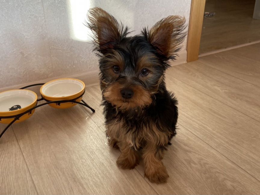 Йоркширский терьер щенки