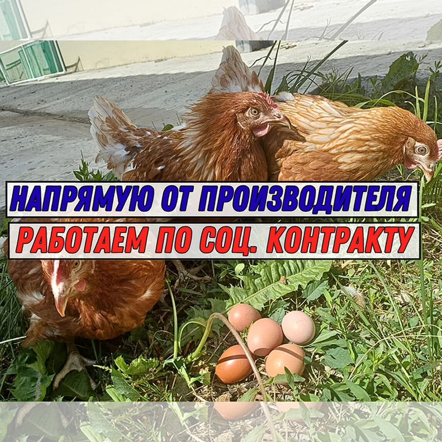 Курица несушка молодняк оптом/Оплата при получении
