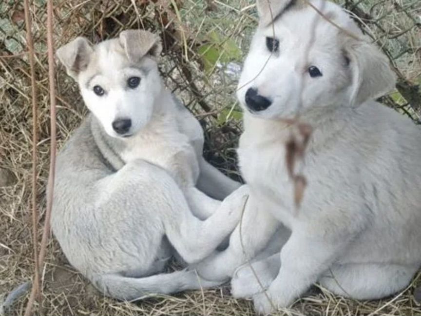 Метисы лайки в самые добрые руки в дар