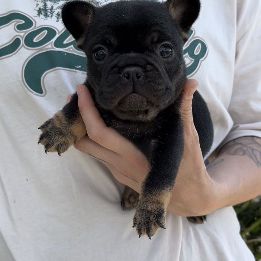 Французский бульдог девочка