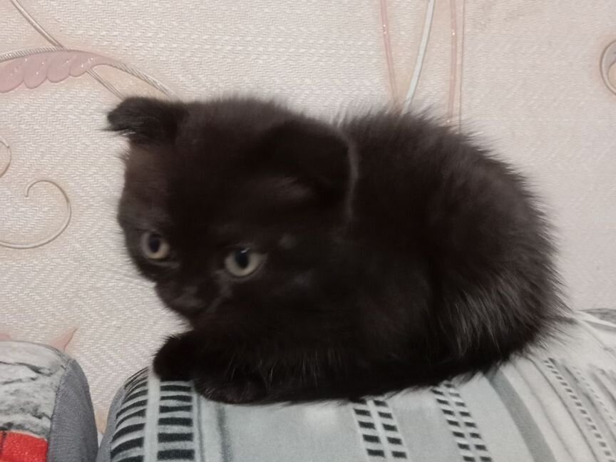 Шотландская вислоухая кошка