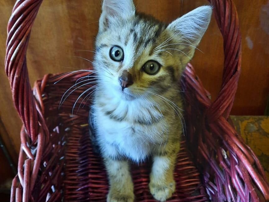 Девочка в добрые руки (котенок)