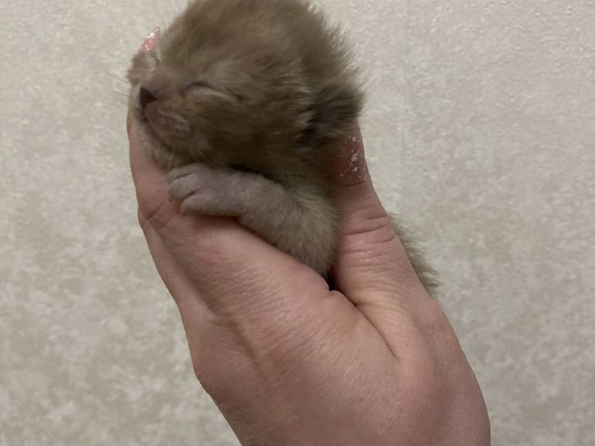 Бурманские дети