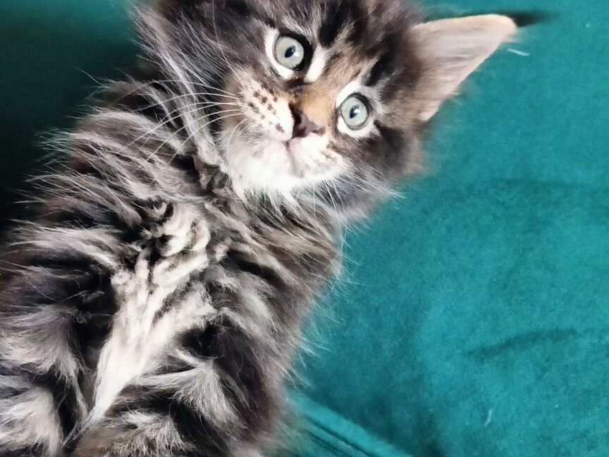 Мейн-куны Американские