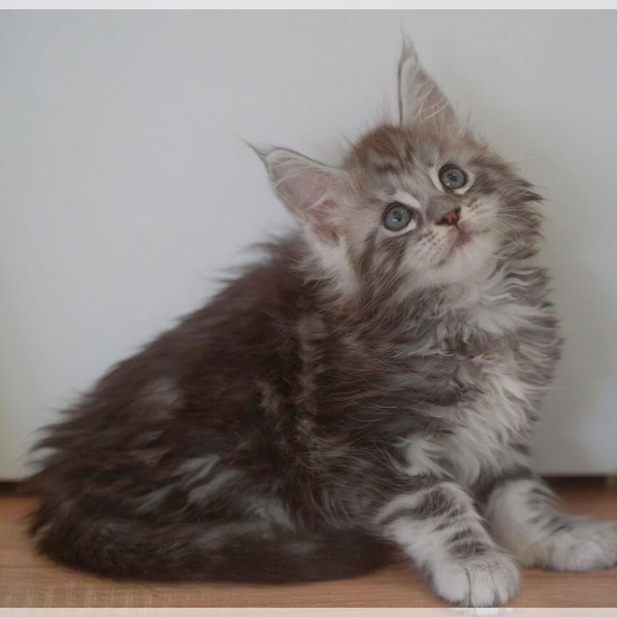 Мейн-кун котёнок