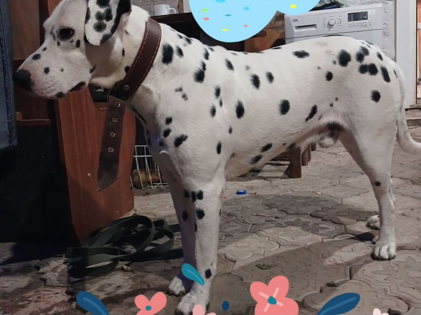 Вязка далматинец