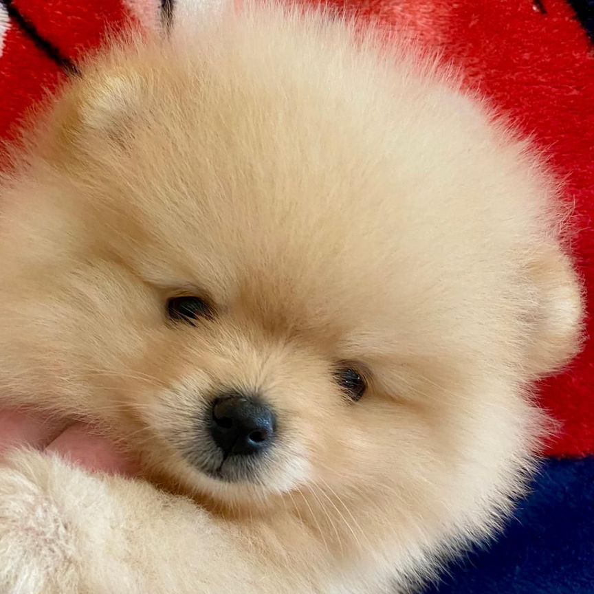 Шпиц мальчики красавчики