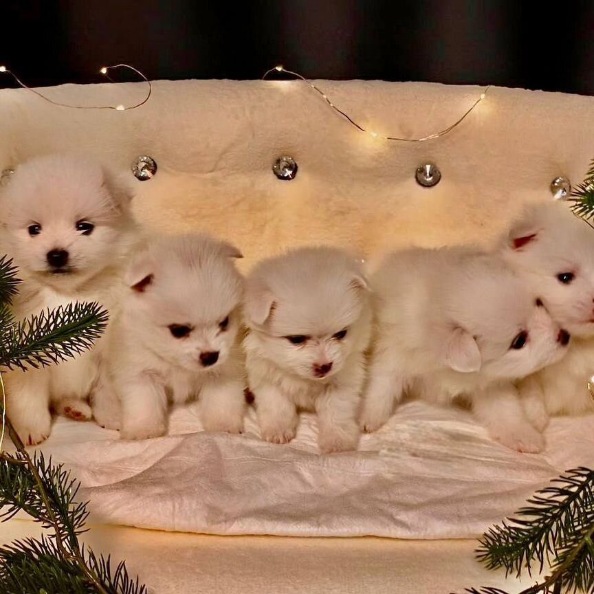 Померанский шпиц, щенок