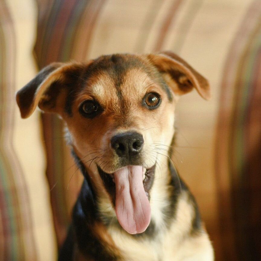 Щенок в добрые руки