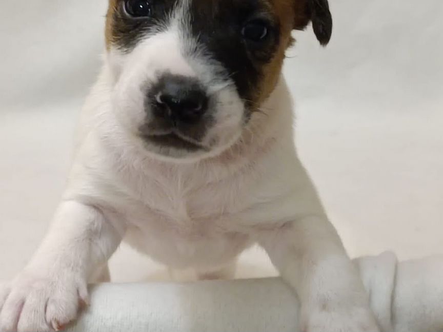 Щенок Джек-рассел-терьер мальчик