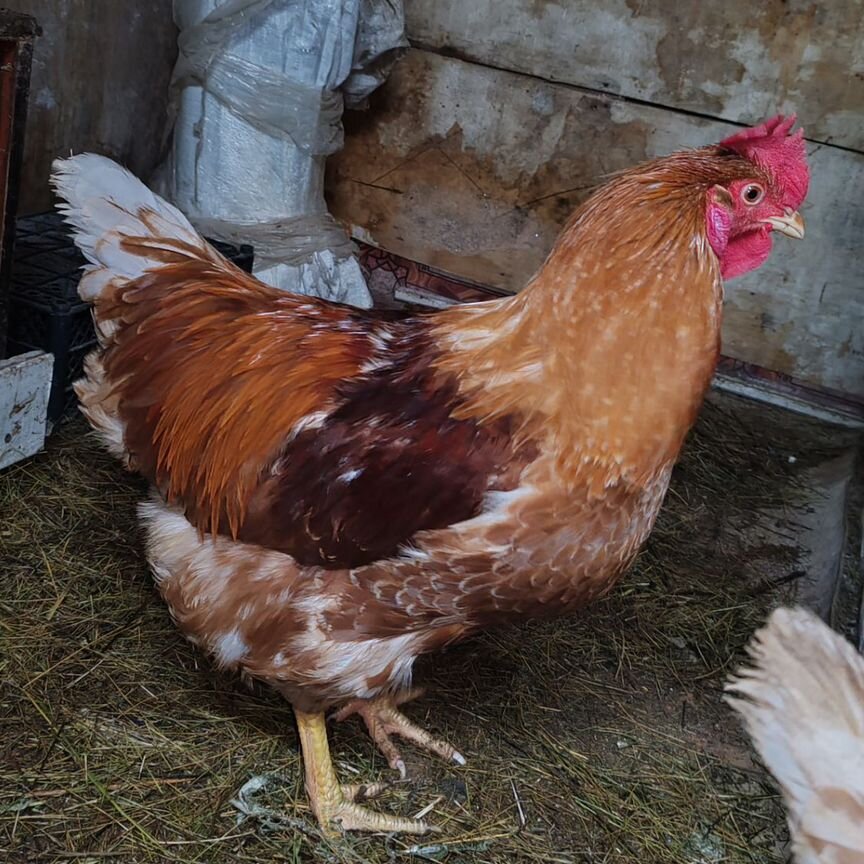 Продам петухов 6 месяцев