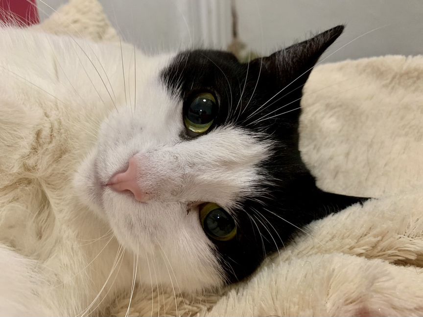 Кошечка Холли в дар