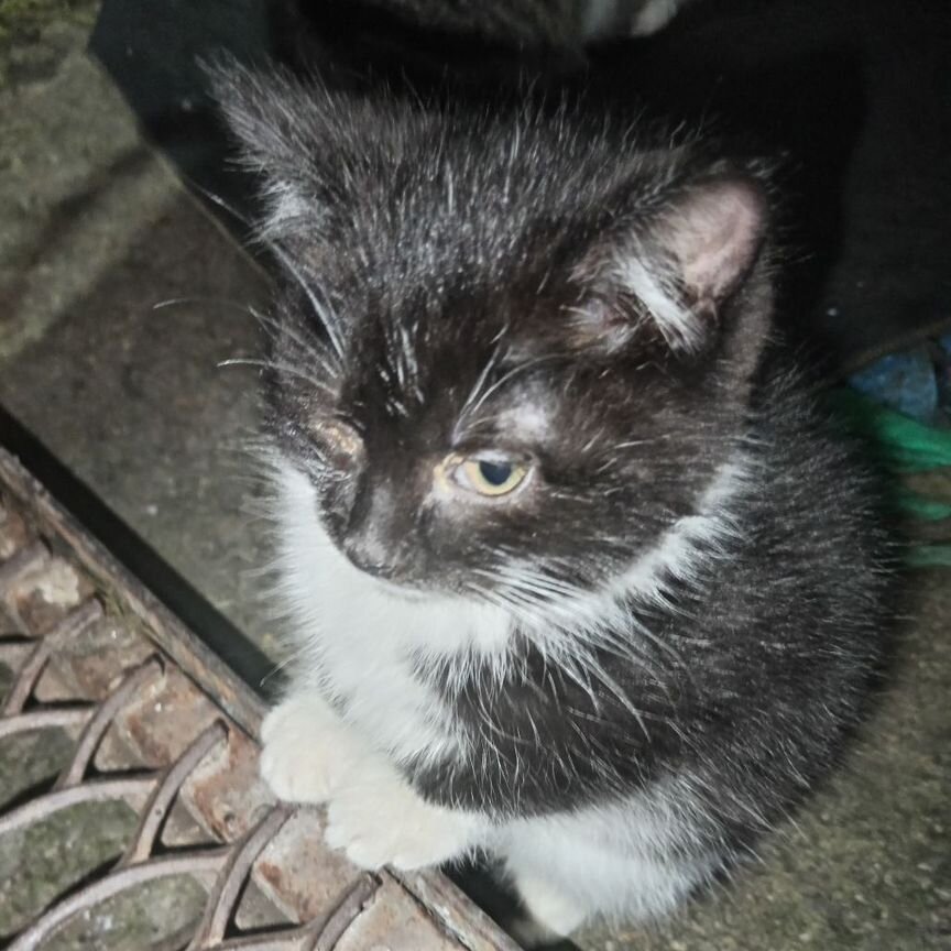 Котёнок в добрые руки