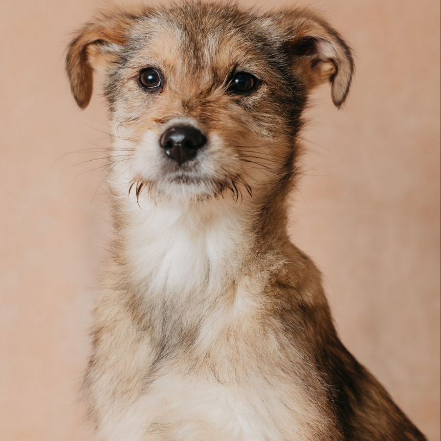 Щенки в добрые руки