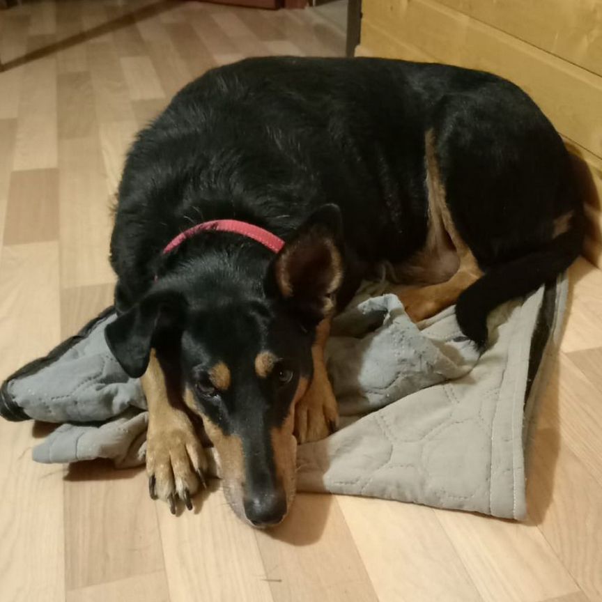 Немецкий пинчер, взрослая собака