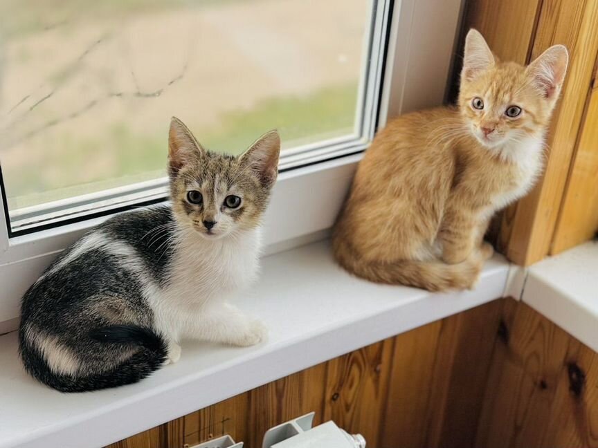 Озорные котята в добрые руки