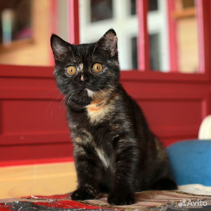 Британская девочка черепахового окраса