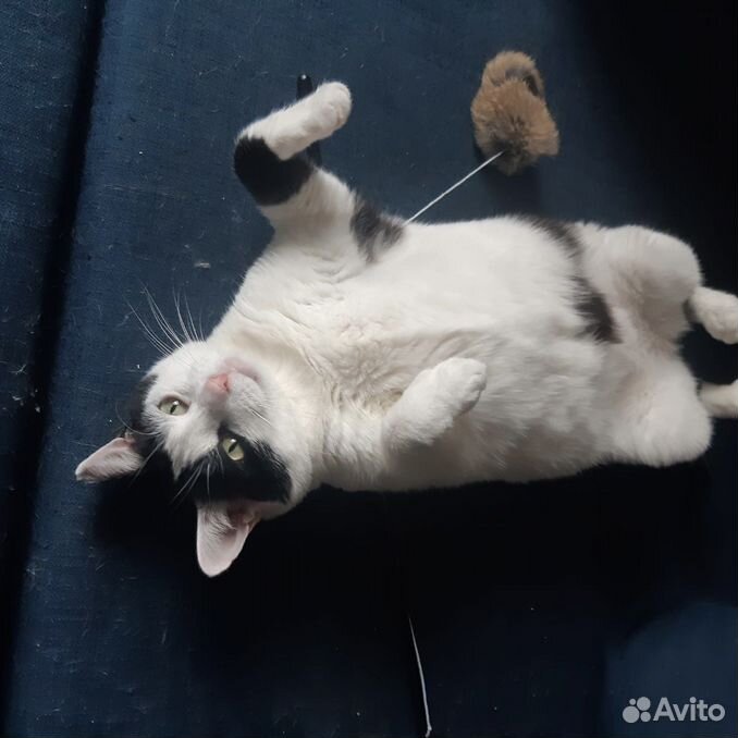 Кошечка Муся ждет встречи с вами