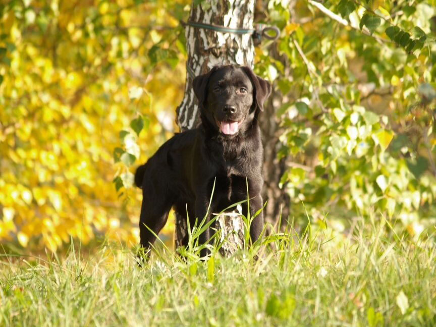 Щенок чёрного лабрадора 4 месяца, девочка