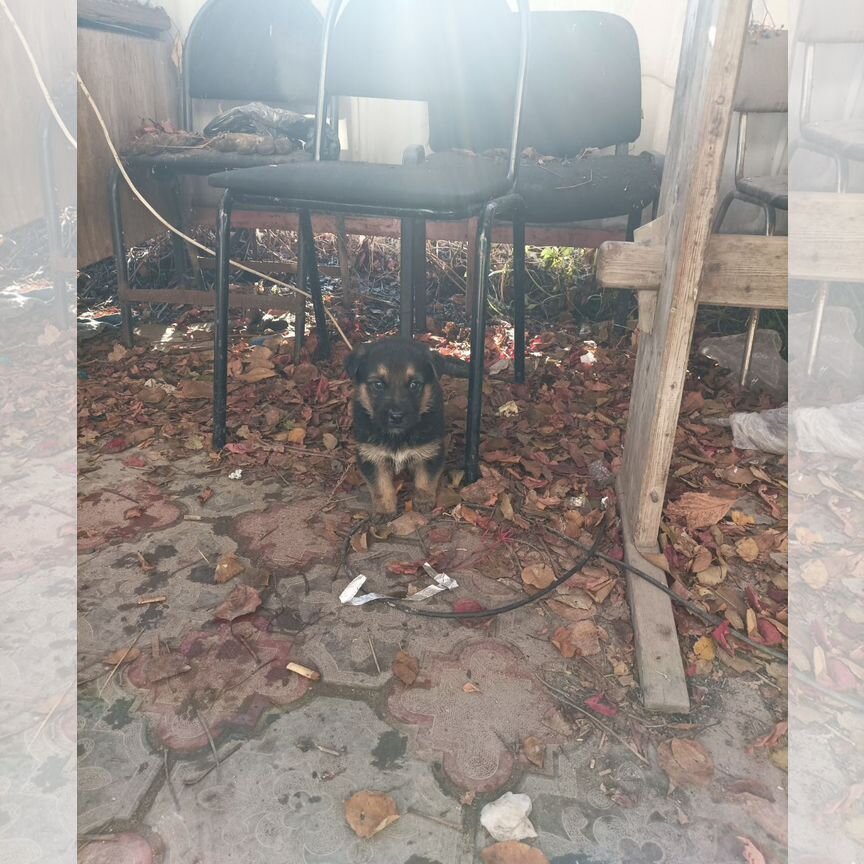 Отдам в добрые руки