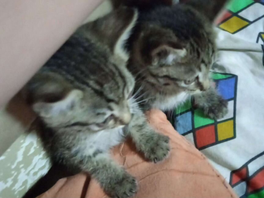 Котята в добрые руки 1 месяц 2 недели 3 девочки