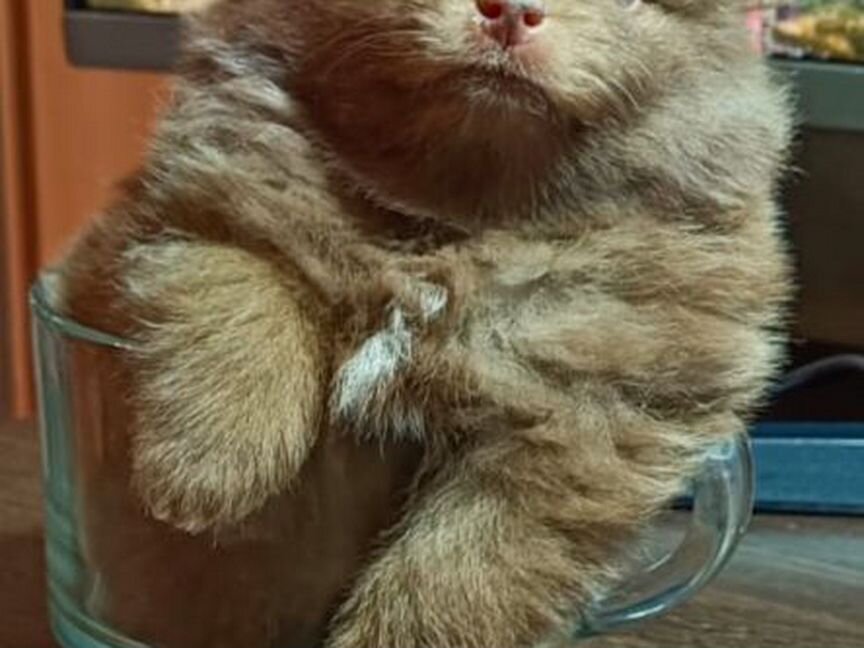 Шоколадный шпиц мальчик