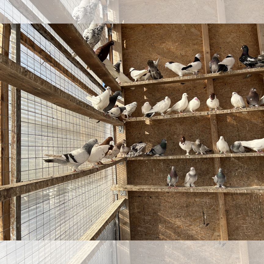 Бакинские Голуби на продажу