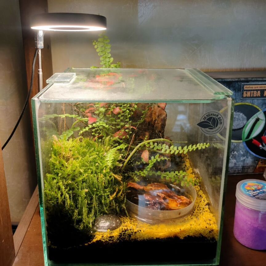 Крабариум флорариум куб 21 см