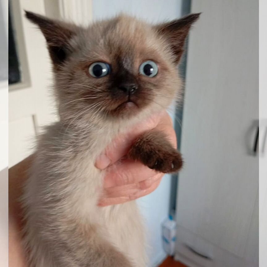 Котята