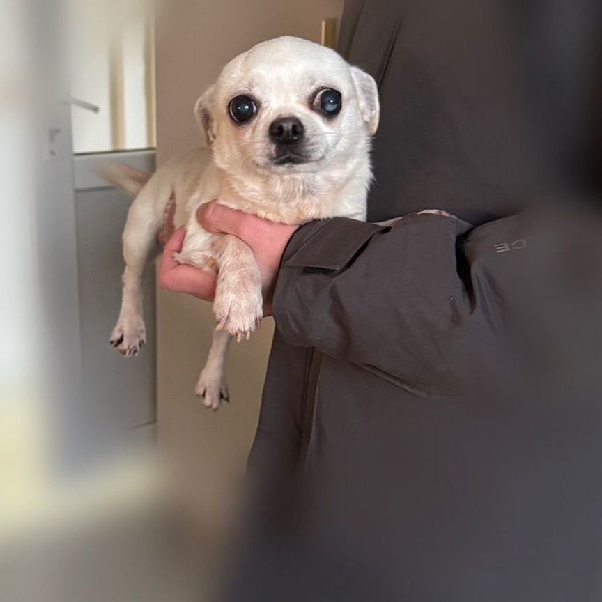 Чихуахуа, взрослая собака