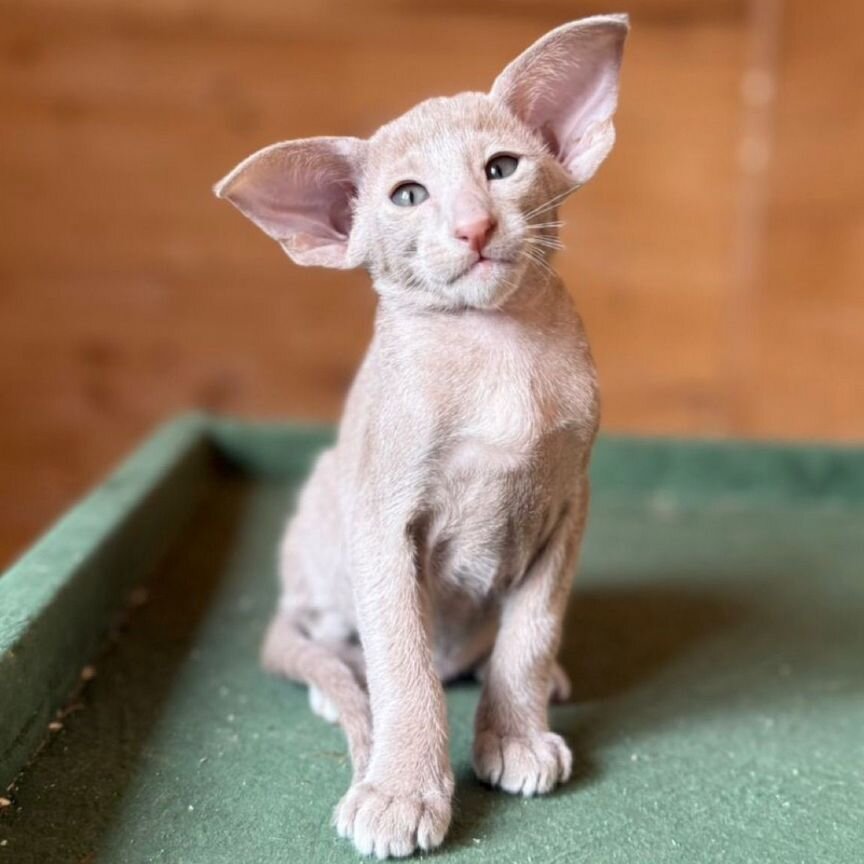 Ориентальный котёнок