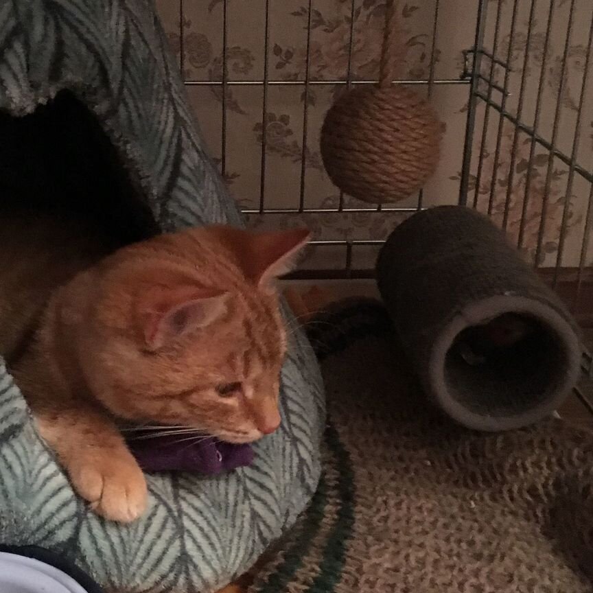 Котята ищут дом