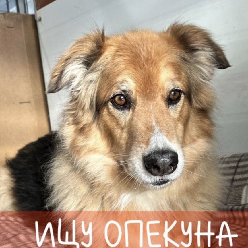 Взрослый пёс в добрые руки