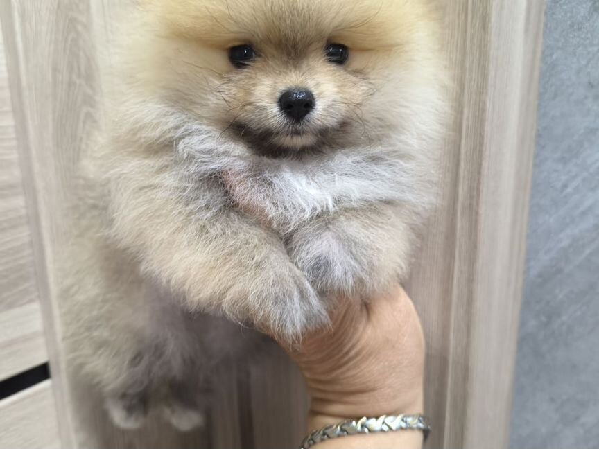 Щенки померанского шпица медвежьего типа