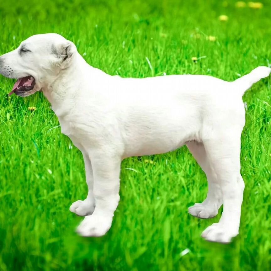 Обалденные подростки алабая