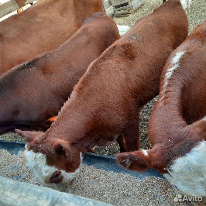 Коровы с телятами