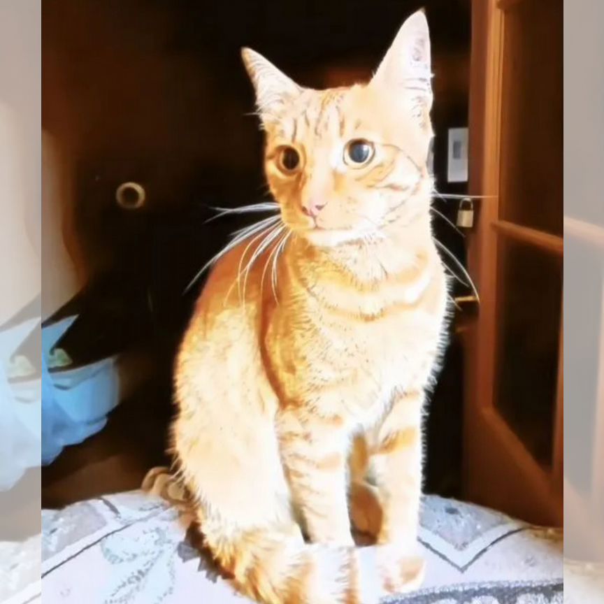 Взрослый кот в добрые руки