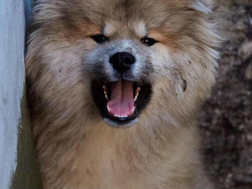 Щенок акита ину