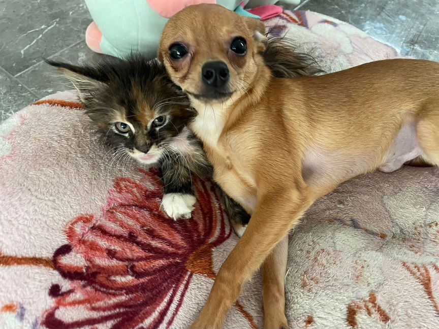 Мейн-кун полидакт