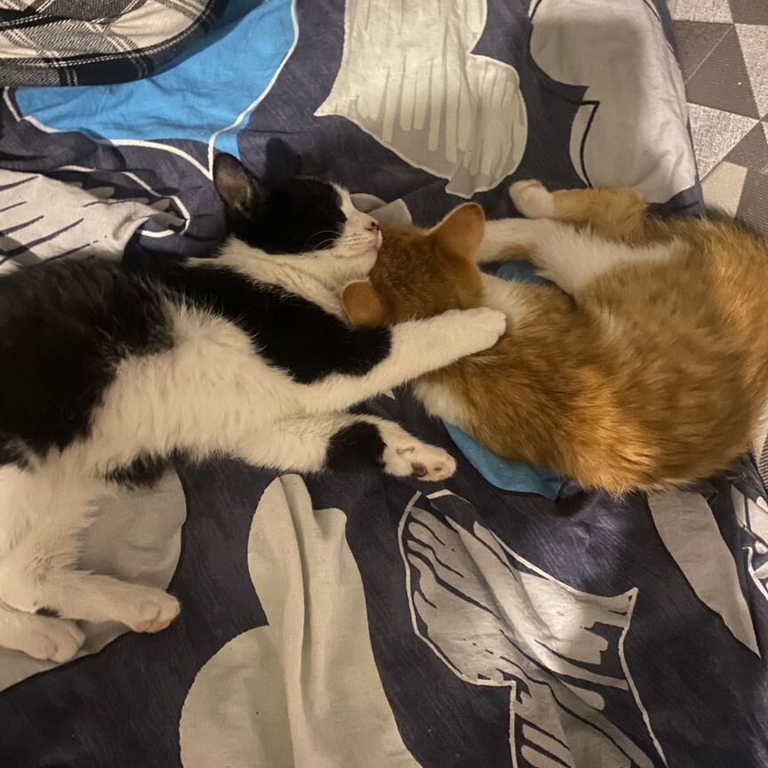 Котята в добрые руки